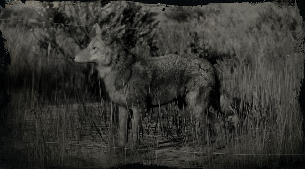 CMPNDM_COYOTE