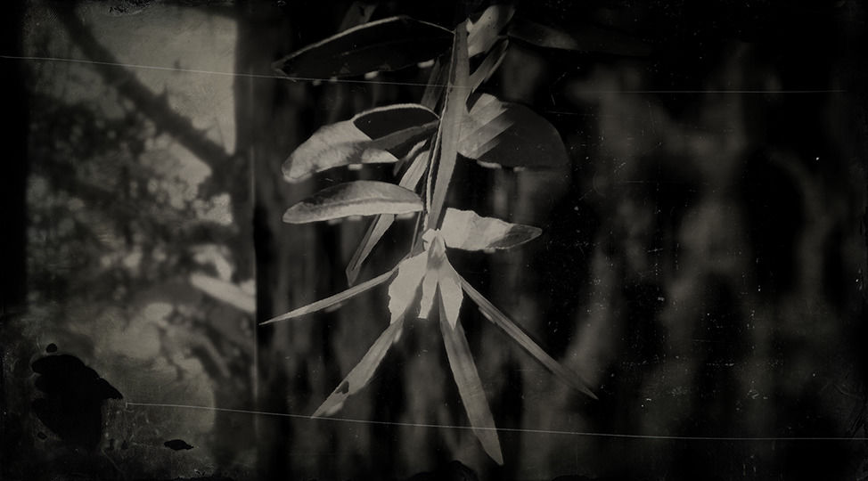 HERB_NIGHT_SCENTED_ORCHID